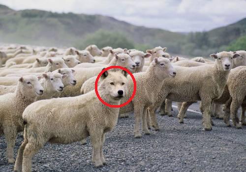 Shepherds Must Protect Their Flocks – Reformed Baptist Blog